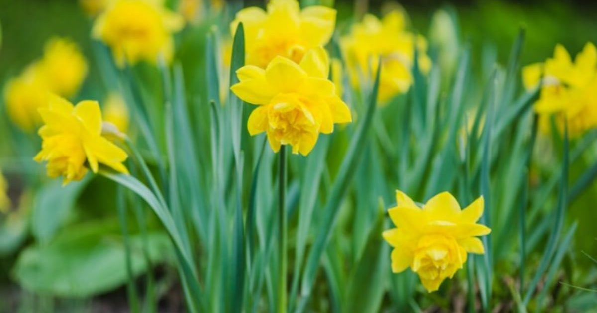 Esta es la flor que te representa en la vida, según tu fecha de ...