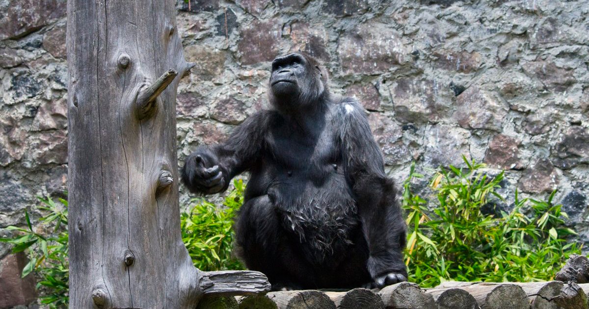Muere gorila 'Arila” en zoológico de Zacango por insuficiencia cardiaca ...