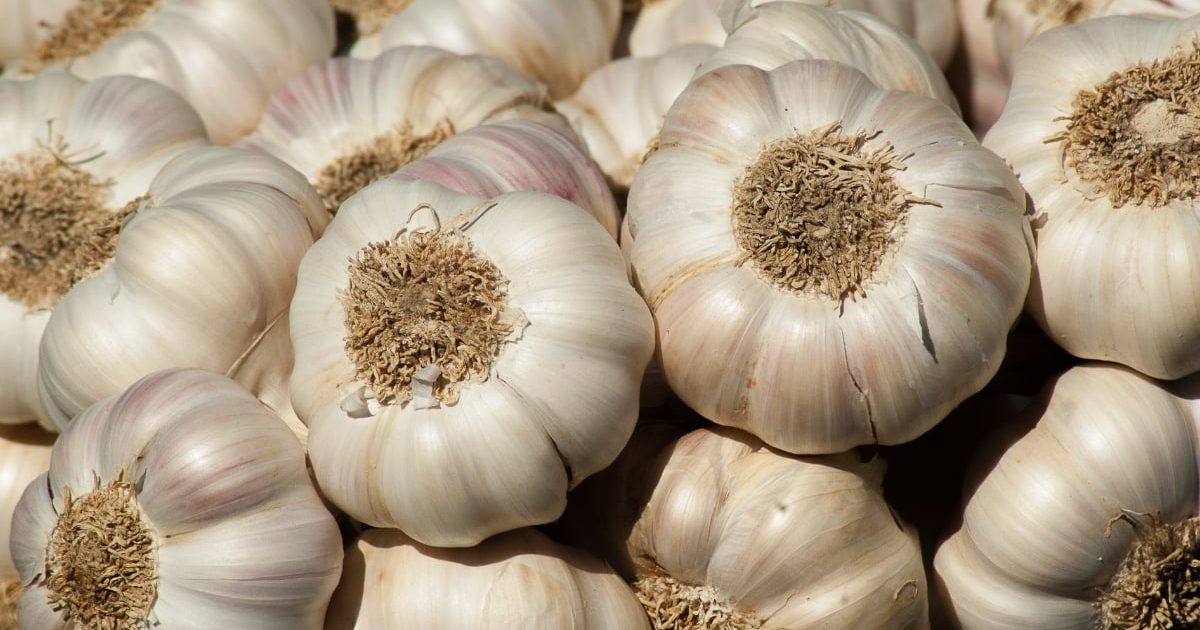 Conoce cuáles son los poderosos beneficios de comer ajo en ayunas que ...