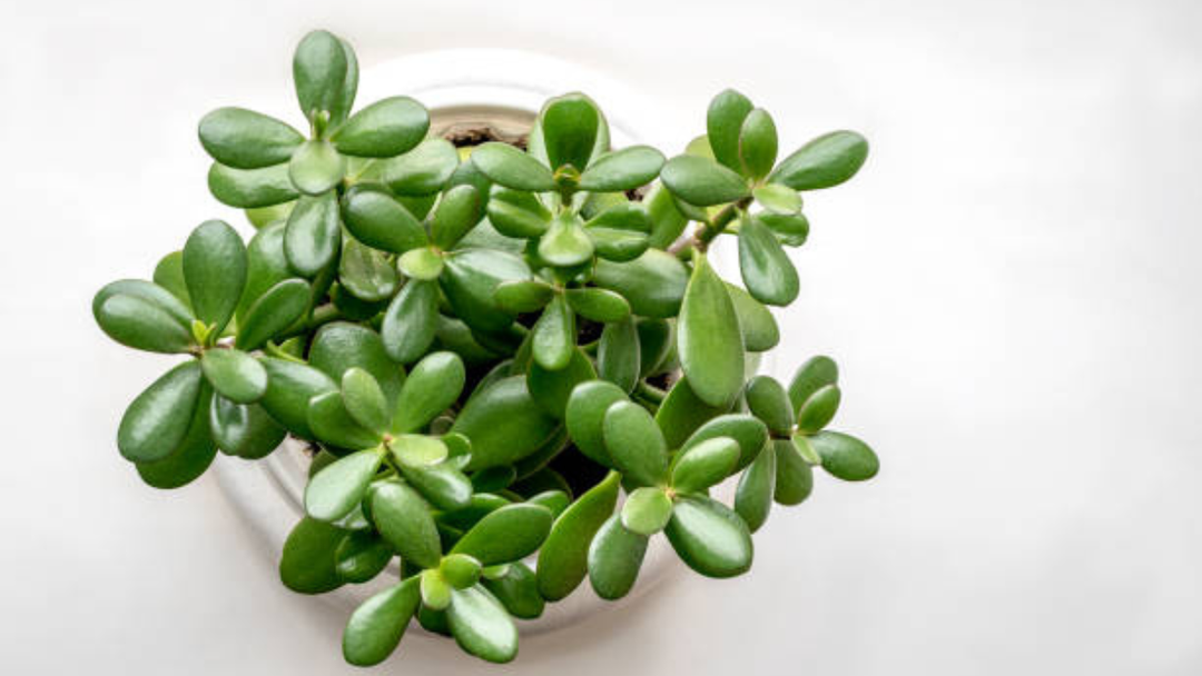 El poderoso ingrediente de cocina que revive tu árbol de jade en tiempo ...