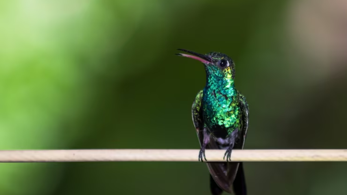 Te dejará con la boca abierta, conoce el significado de que un colibrí ...