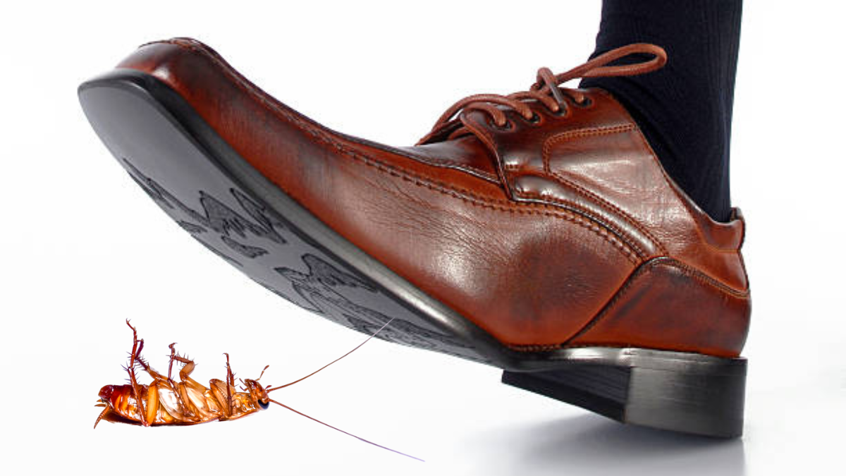 Cuál es el profundo significado de pisar una cucaracha con huevos ...